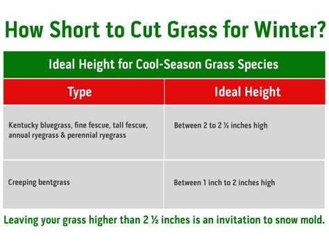 When Does Grass Stop Growing Why Does This Happen