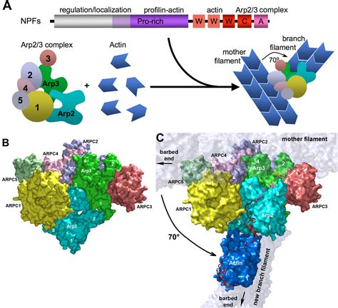 Actin Filament Nucleation And Elongation Factors Structure Function Relationships Pmc