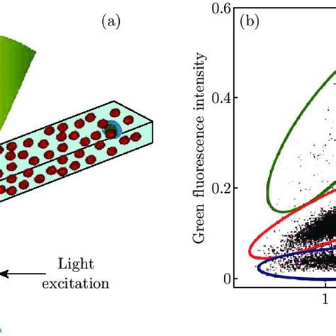 A Basic Principle Of The Fluorescent Detection Of Leukocyte Cells In