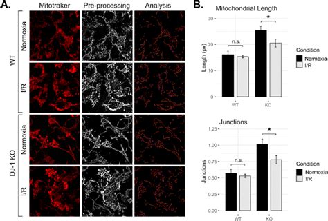 Mitochondrial Morphology Analysis Upon Ischemia And Reperfusion I R Download Scientific