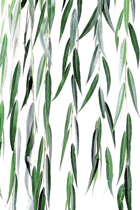 Pin By Rebekah Corrynne On Tattoo Willow Tree Tattoos Tree Tattoo Meaning Willow Tree Art