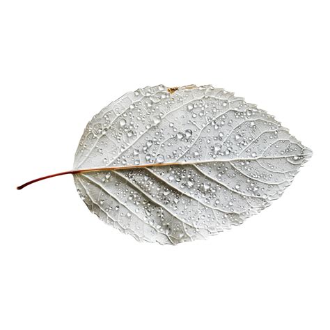 Vibrant Foliage With Detailed Leaf Patterns Captured 47649582 Png