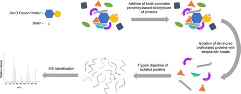 BioID As A Tool For Protein Proximity Labeling In Living Cells PMC