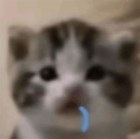 Drooling Kitten Kitty Drool Meme Drooling Kitten Kitty Drool Drooling
