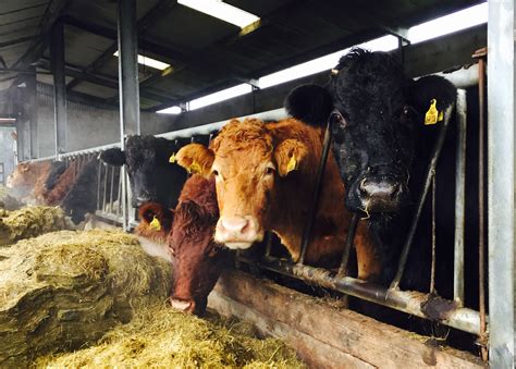 Fodder Farmers Encouraged To Contribute To Series Of Fodder Surveys