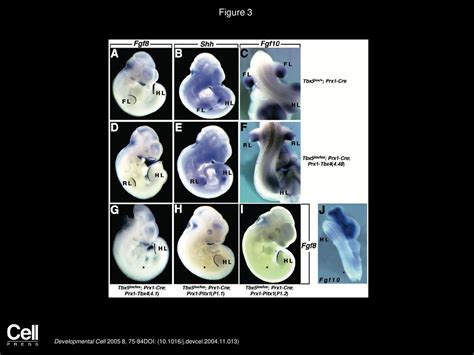 Tbx5 And Tbx4 Are Not Sufficient To Determine Limb Specific