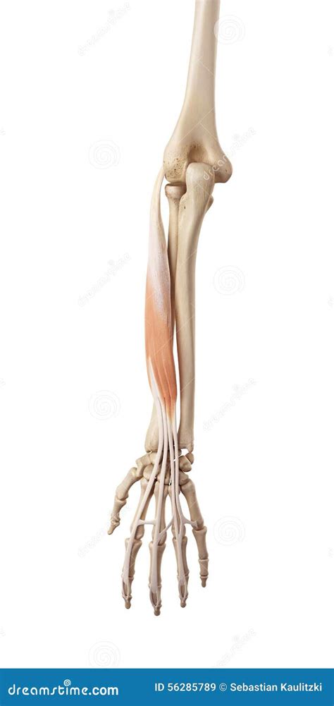 The Extensor Digitorum Longus Royalty Free Illustration CartoonDealer Com 58450386