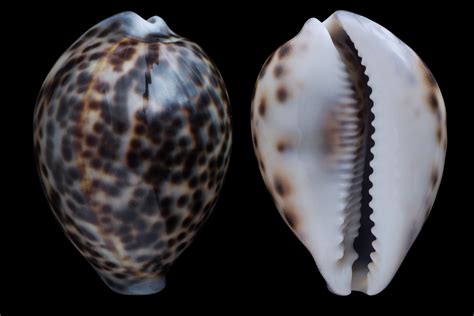 Tiger Cowrie Cypraea Tigris Complete Care Guide Reeflings