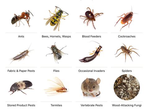 Identifying Common Garden Pests
