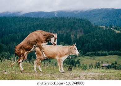Two Funny Spotted Cows Playing Sex Stock Photo Shutterstock