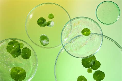 투명한 유리 페트리 접시는 노란색에서 녹색으로 그라데이션 배경에 배열되어 있습니다 페트리 접시 안에는 둥근 녹색 페니워트 잎이 있습니다 유기농 성분을 사용한 실험실 컨셉