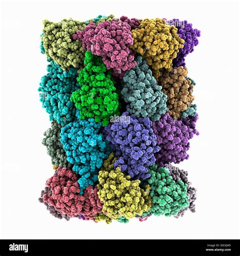 20s Proteasome From Plasmodium Falciparum Molecular Model Of The