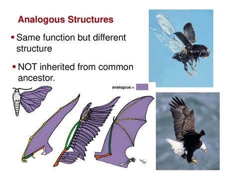 Evolution Notes Unit Ppt Download