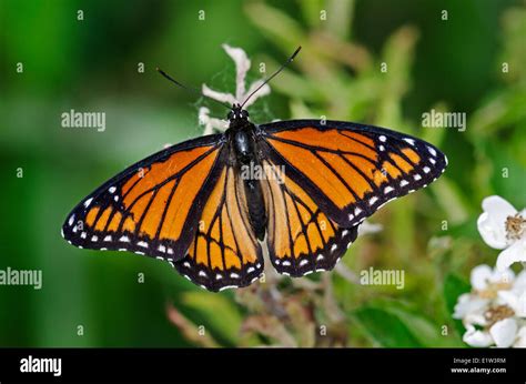 Viceroy Butterfly Viceroy Butterfly Limenitis Archippus About