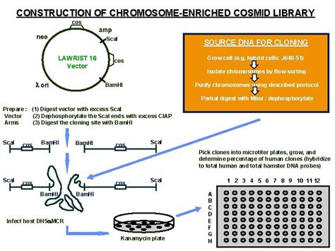 Mapping The Human Genome Genetic Mapping Physical Mapping
