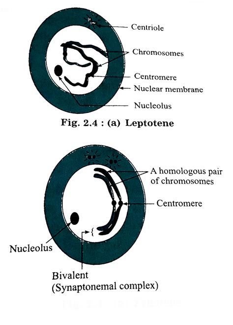 With Help Of Suitable Diagrams Explain 5 Stages Of Five Stages