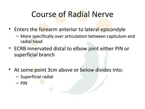 Radial Nerve Anatomy Ppt