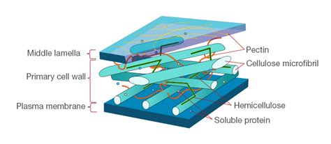 Cell Wall Definition Cell Wall Function Cell Wall Layers