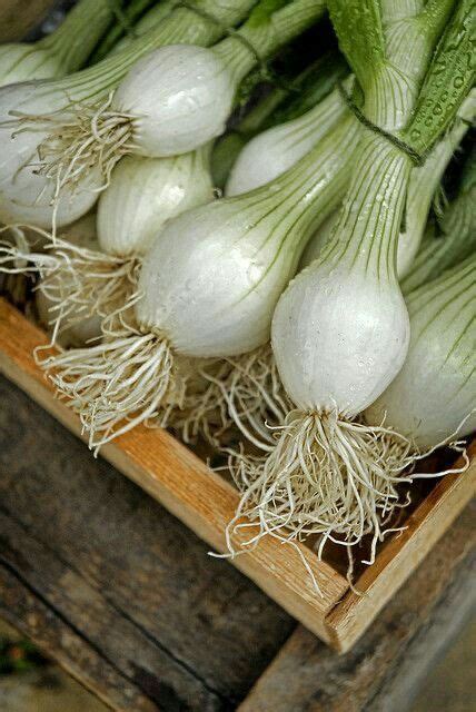 What Is A Parsnip And How Do You Use It Artofit