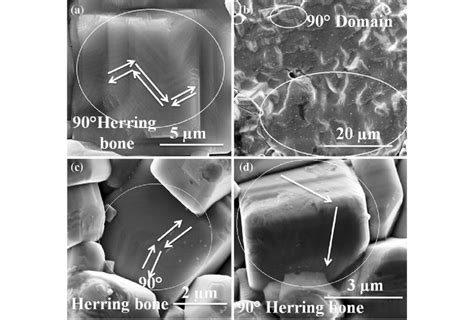 Sem Micrographs Showing Ferroelectric Domain Patterns For 01 Wt B 2 O