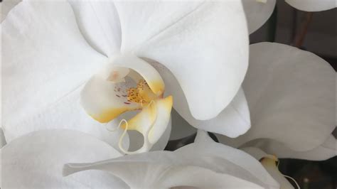 ORKİDE BAKIMI NASIL YAPILIR ORKİDE BAKIMINDA NELERİ YAPMAMALIYIZ ORCHID CARE ORCHİDEENPFLEGE