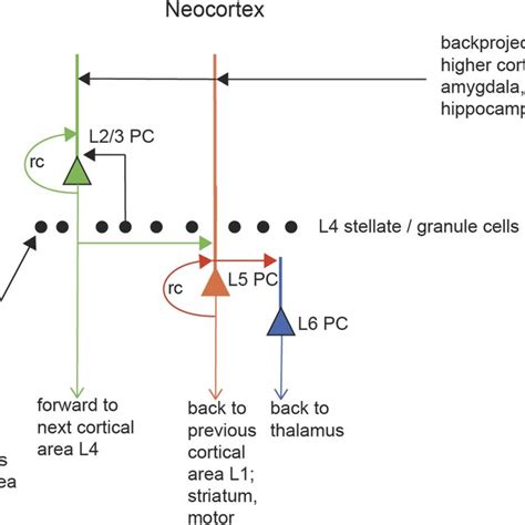 Functional Canonical Microcircuit Of The Neocortex The Cortical Layers Download Scientific