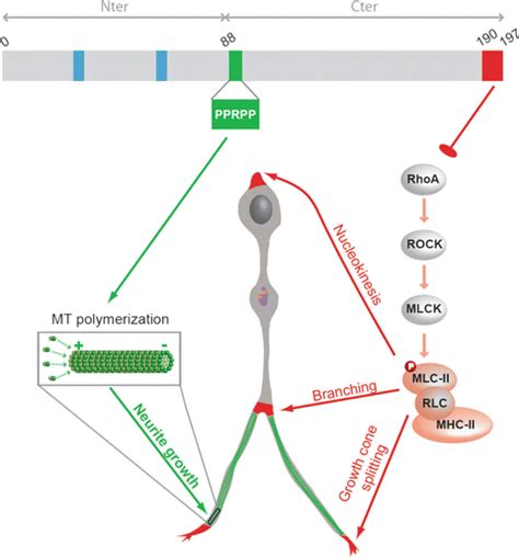 Novel Functions Of Core Cell Cycle Regulators In Neuronal Migration