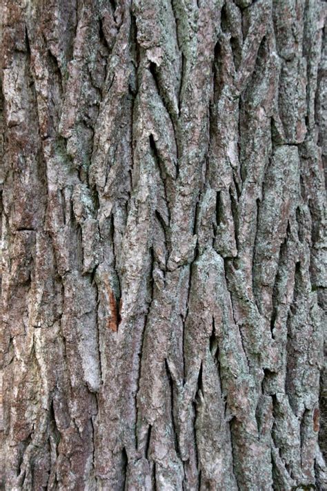 An Oak Tree Ark Background Texture Stock Image Image Of Texture Mature 163883669