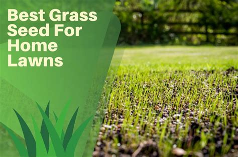Best Grass Seed For Home Lawns Uk June 2025 The Turf Doctor