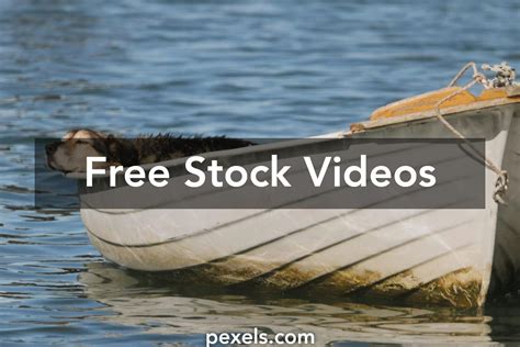 3ddogfuckgirl Videos Download The Best Free 4k Stock Video Footage