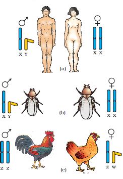 NCERT Ebook For Principles Of Inheritance Variation Principles Of Inheritance Variation