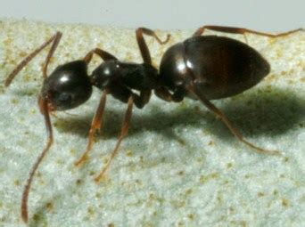 Odorous House Ant Sugarpiss Ant Control Statelinelake Tahoe Nv