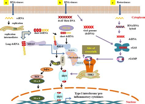 Crosstalk Between Dna And Rna Sensing Pathways A Ssrna Viruses Download Scientific Diagram