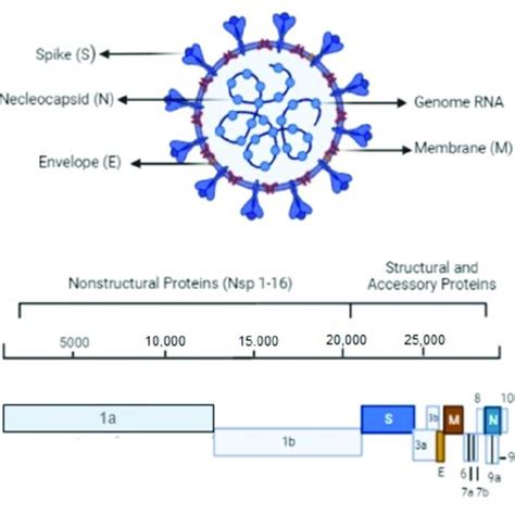 A Sars Cov 2 With Constituent Proteins B Related Genome Detailed Download Scientific