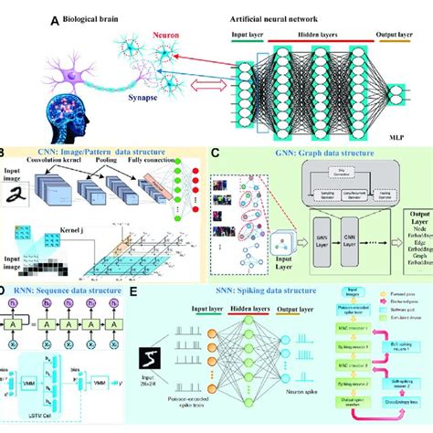 A Data Analysis In Biological Brains And Artificial Neural Networks Download Scientific
