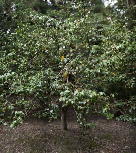 Haptic Green Captivating Photos Of Trees Made From Hundreds Of Small