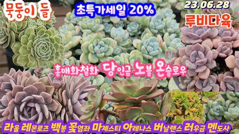 루비다육4특가세일20묵둥이군생들라울대품레몬로즈아레나스당인금홍매화파랑새마제스티티피멘도사골든글로우노블데비온슬로우멕시코로즈백봉 Youtube