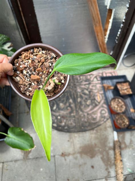 Monstera Burle Marx Flame Monstera Dilacerata Etsy