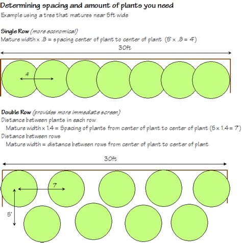 Choosing The Right Trees For Privacy And Number Of Trees Needed Autumn Hill Nursery