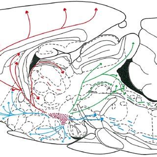 Weak With Sex Sexual Intercourse As A Trigger For Cataplexy Request PDF