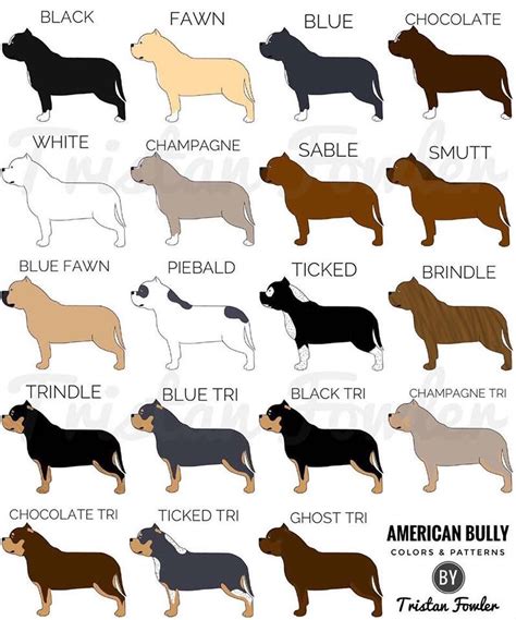 American Bully Colors Chart Pe
