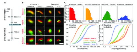 Coupling Properties Of Synaptic Scaffold Protein Pairs At Low Download Scientific Diagram