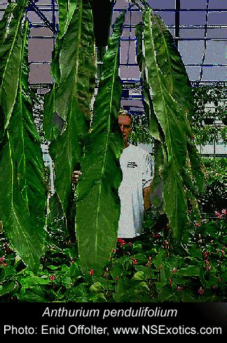 Anthurium Pendulifolium Ne Br Anthurium Pendulifolium Exotic