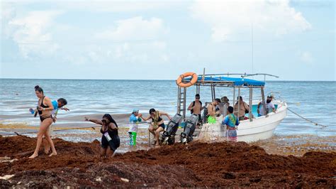 Tourists Wont Be Pleased As An Old Issue Has Returned To The Tulum Beaches