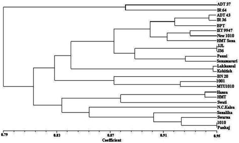 dendrogram showing clustering of 25 indian rice genotypes constructed