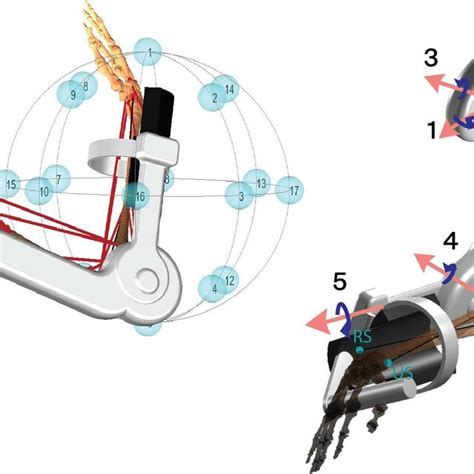 Illustrations Representing Alex Rs Exoskeleton And Musculoskeletal Download Scientific Diagram