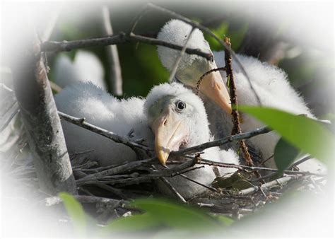 So Cute Fuzzball Photograph By Don Columbus Fine Art America