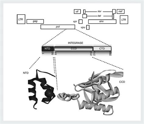 Hiv 1 Integrase Structure And Functional Domains Ntd N Terminal Hh Cc