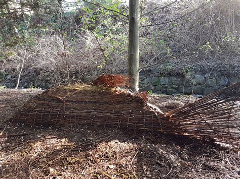 Mycelial Connections And Fruiting Bodies The Art And Fungi Project