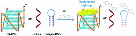 Schematic Representations Of Tht Binding With Various Rna Forms For Download Scientific Diagram